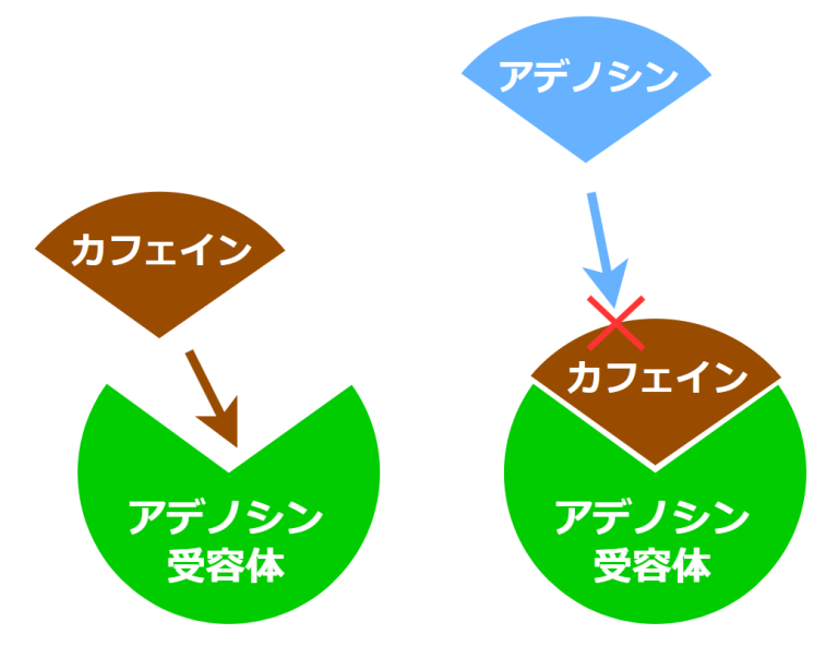 カフェインの眠気覚ましのメカニズムと摂取方法のポイント｜TechRacho by BPS株式会社